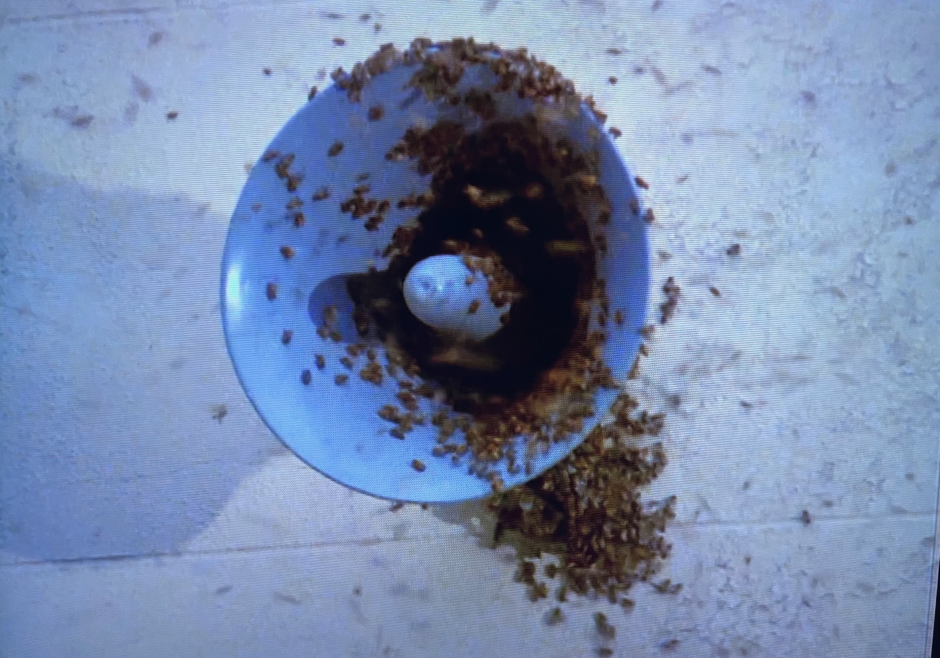 Monsters and Matinees: When Flying Things Sting in Real Life, 1970s Bee ...